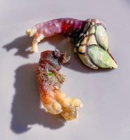 Entenmuscheln, Percebes, köstliche Delikatesse Spanien Portugal