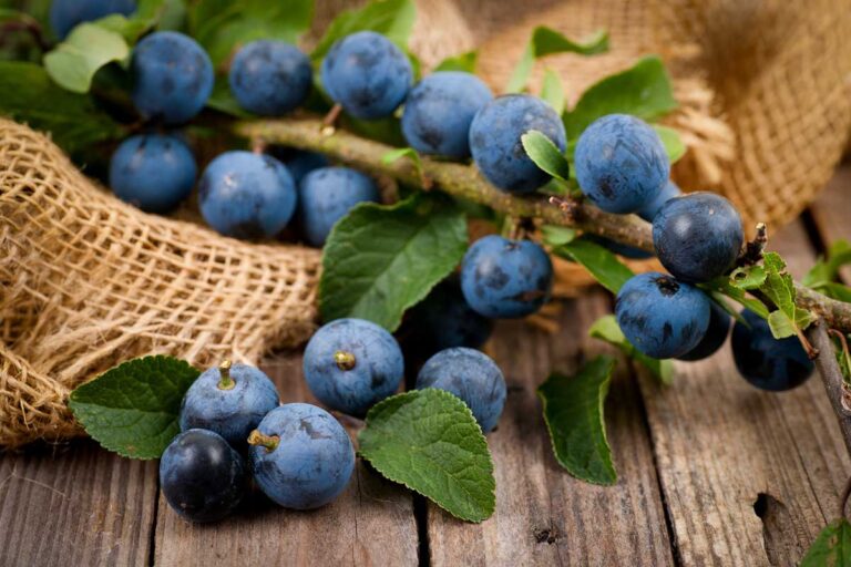 Was ist Pacharan / Patxaran? Cocktail-Rezepte und Selbermachen